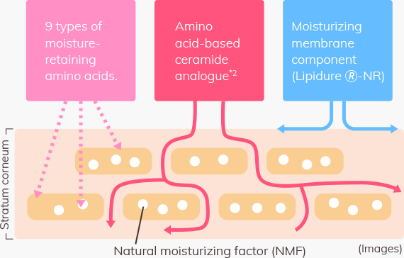 Original formula focused on amino acids｜MINON AminoMoist｜DAIICHISANKYO ...